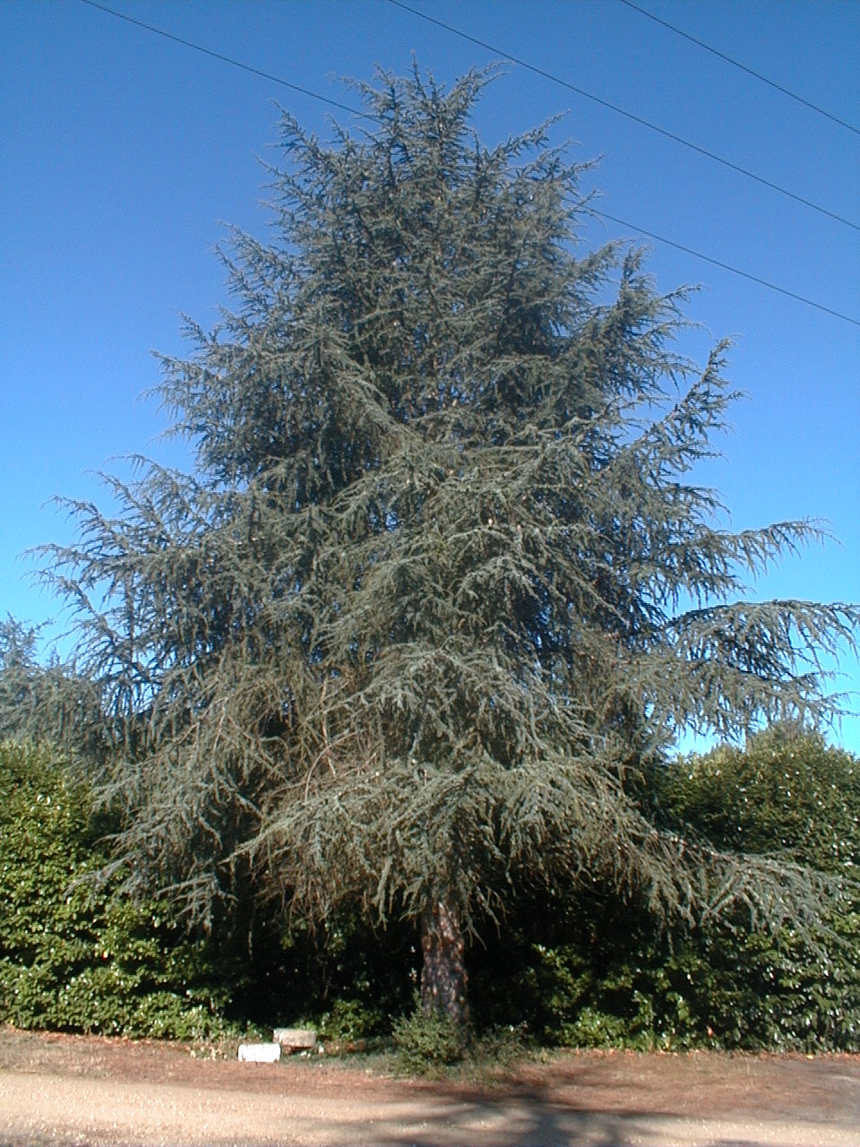 Cedro do Atlas : venda Cedro do Atlas / Cedrus atlantica
