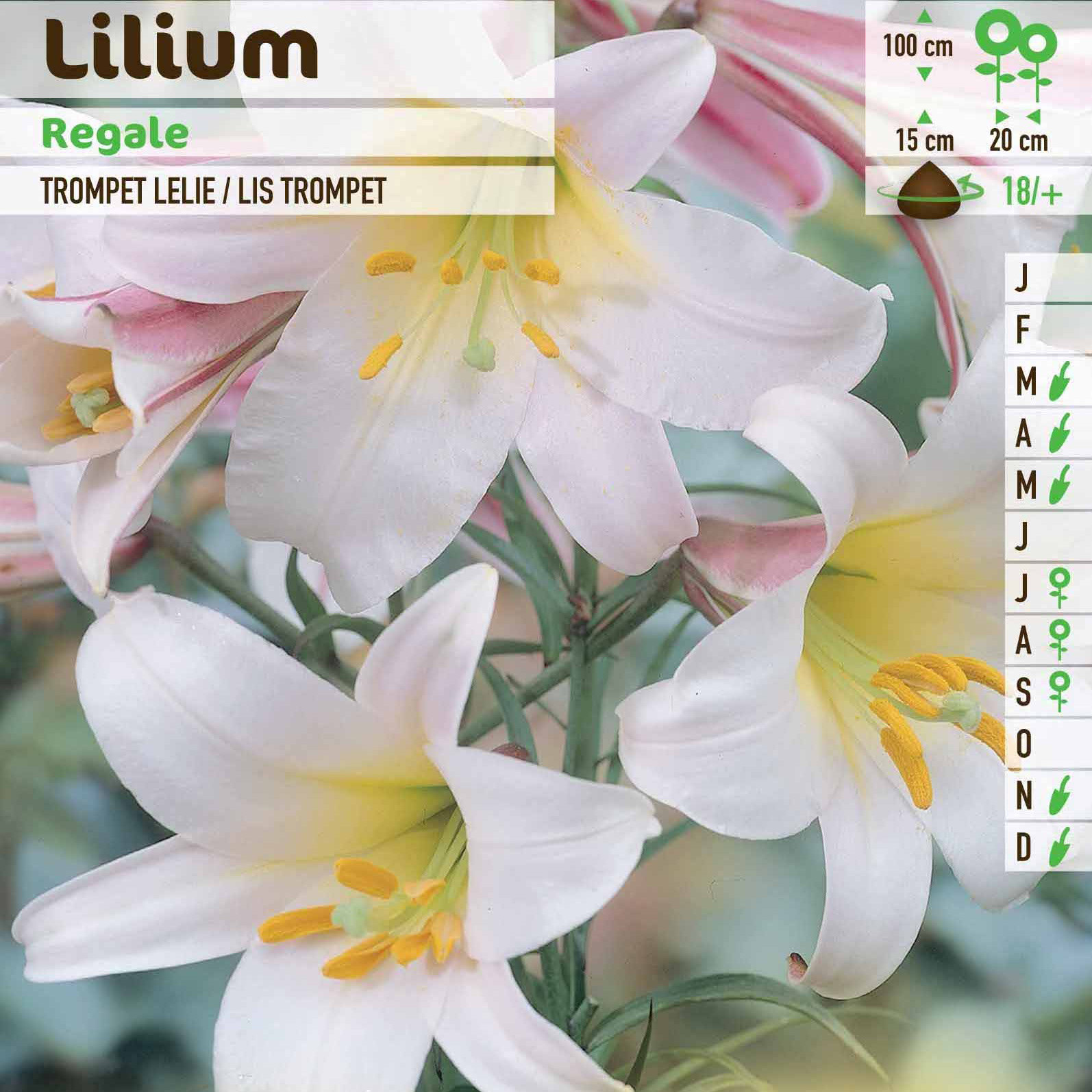 Lírio Açucena 'Regale' : venda Lírio Açucena 'Regale'