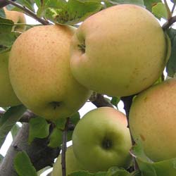 Macieira 'Golden delicious' : venda Macieira 'Golden delicious' / Malus ...