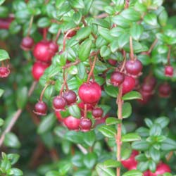 Murta do Chile : venda Murta do Chile / Ugni molinae