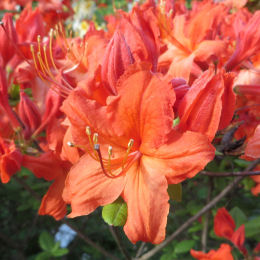 Azalea mollis 'Hotspur Red' : venda Azalea mollis 'Hotspur Red ...