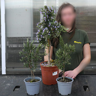 Alecrim rasteiro em pé : venda Alecrim rasteiro em pé / Rosmarinus ...